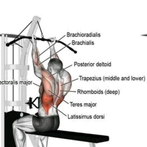 Close Grip Lat Pulldown By Kelly R Exercise How To Skimble