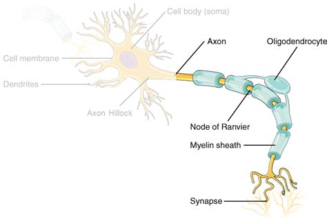 Neuron Diagram Axon Hillock