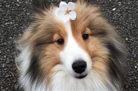 为什么越来越多的人养柯利犬 聪明吗唯宠网 为什么越来越多的人养柯利犬 聪明吗唯宠网