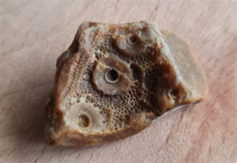 Squid Suckers What Do You Think Fossil Id The Fossil Forum