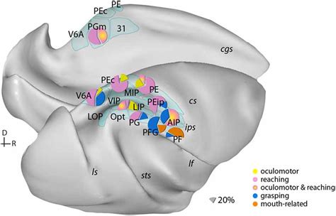 Posterior Parietal Cortex