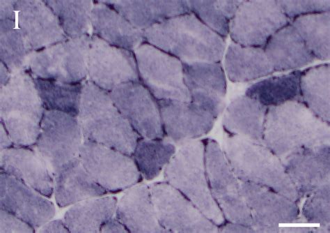 Muscle Phenotyping Stains — Bioquant