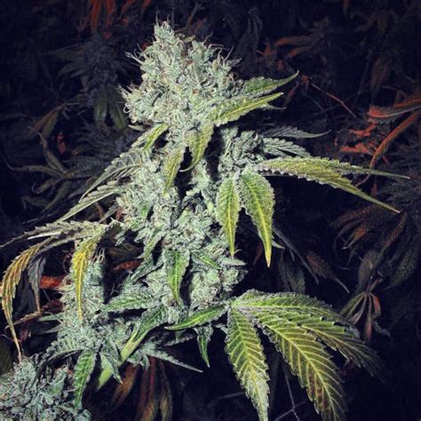 Top 12 Og Kush Weed Strains Of All Time Leafly