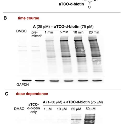 A General Workflow For Live Cell Labeling With Western Blot Analysis