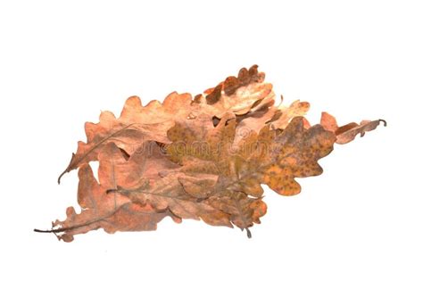 Tree Bark Isolated On White Background Stock Image Image Of Autumn Closeup