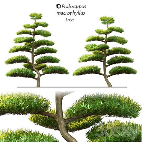 Podocarpus Macrophyllus Tree 3d Model