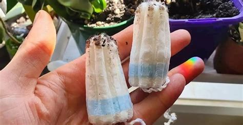 ტამპონები ოთახის მცენარეების მოსავლელად რჩევები ვივიენისგან