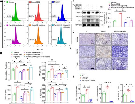 Osteoclast Derived Apoptotic Bodies Inhibit Naive Cd8 T Cell Activation Via Siglec15 Promoting