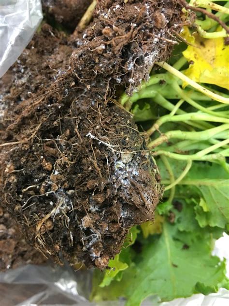 Root Aphids How To Identify And Control Them