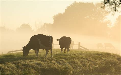 7 Incredible Health Benefits Of Grass Fed Beef Rafter W Ranch