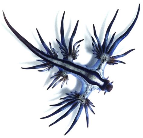 Harpagornis Moorei No Man S Sky Amino Hub Amino