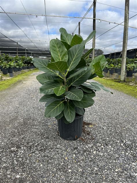 Ficus Tri State Foliage
