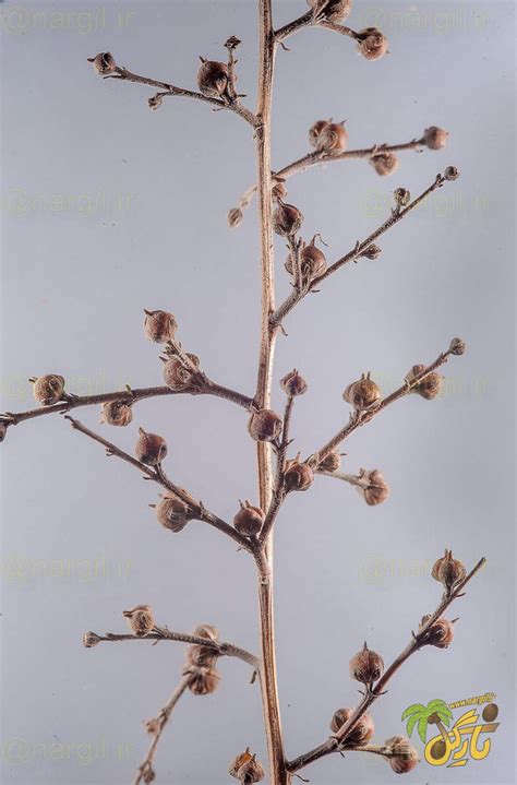 گل ميموني بياباني معرفي و خواص گياهان دارويي