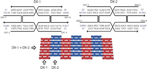 Figure S2 A Schematic Diagram Of The Double Crossover Dx [dx Download Scientific Diagram