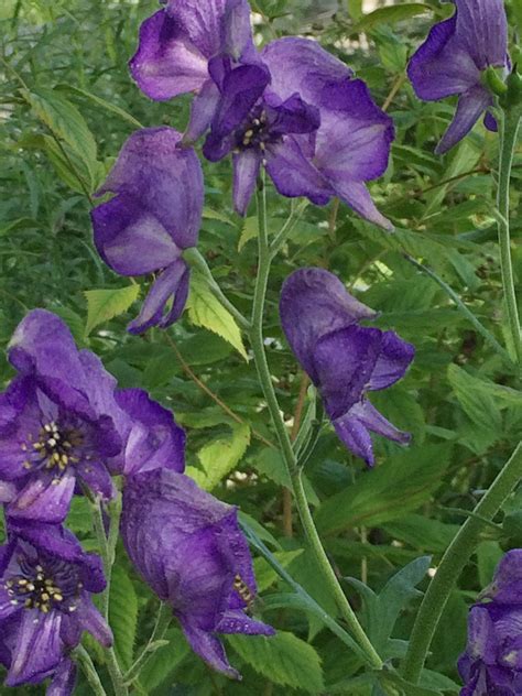Aconitum Napellus Monkshood Wolfsbane Z 5 8 Poison Heritage Flower Farm