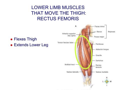 Ppt Bio 210 Chapter 10 Part 2 Powerpoint Presentation Free Download