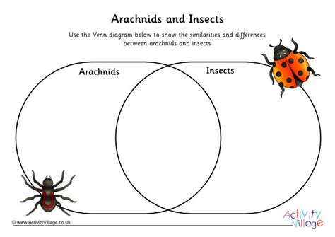 Arachnids Vs Insects Venn Diagram Activity Village
