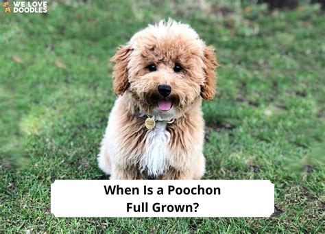 When Is A Poochon Full Grown Growth Chart