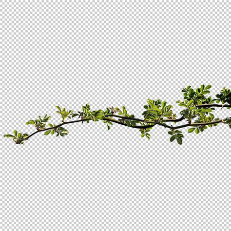 Tree Branch Transparent Png