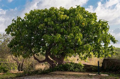 Expert Tips On Pruning A Fig Tree In Australia Ultimate Backyard