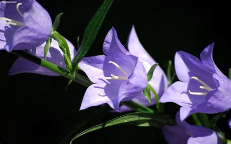 Редкие колокольчики цветы 76 фото