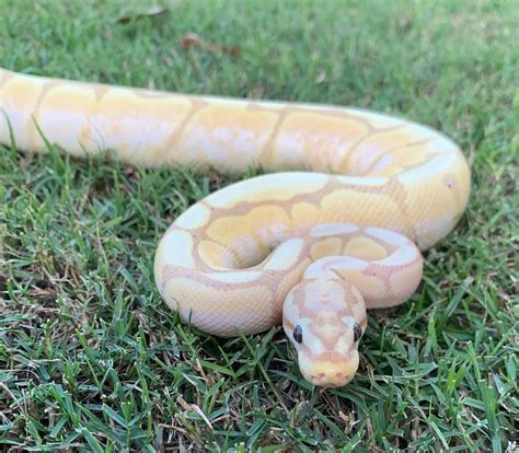 Spider Ball Python The Ultimate Owners Guide Must Read