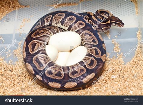 Python Snake Eggs