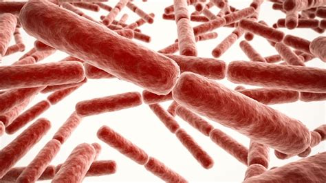 Antibióticos Cambiantes La Solución Contra Las Superbacterias