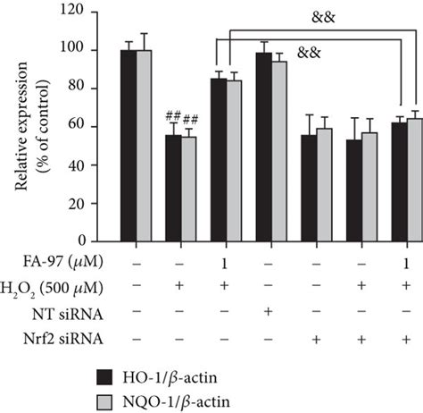 Nrf2 Is Involved In The Antioxidant Effect Of Fa 97 On Neuronal Cells Download Scientific