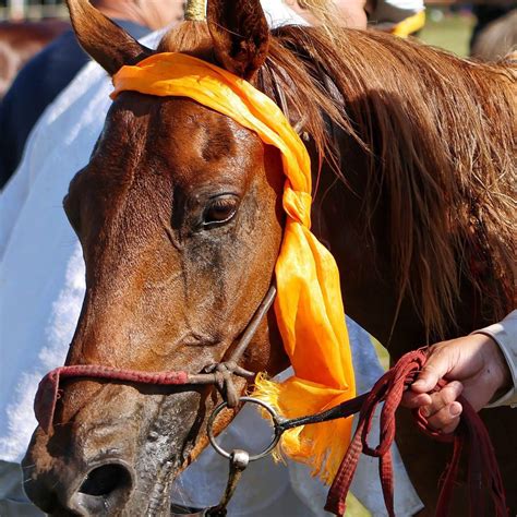 Дундговь аймгийн Луус сумын уугуул Дундговь аймгийн Нарны хүлэг уяачдын холбооны дэд тэргүүн