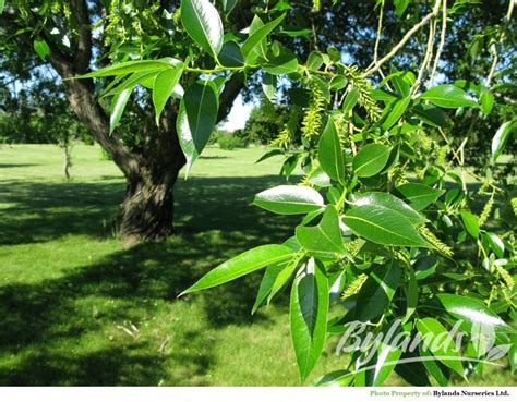 Willow Laurel Leaf