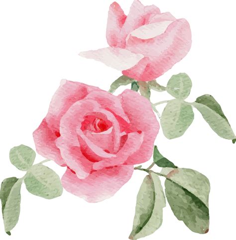 Watercolor Pink Rose Flower Bouquet For Valentines Day 17229383 Png