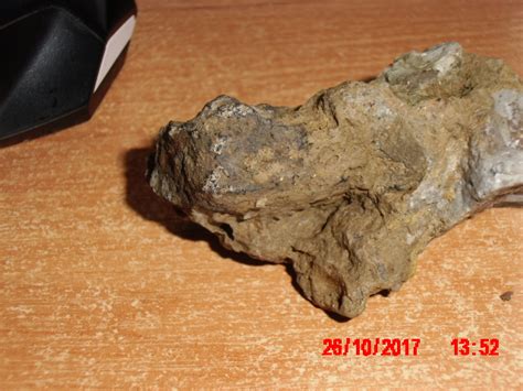 Miocene Fossil Wood Fossil Id The Fossil Forum