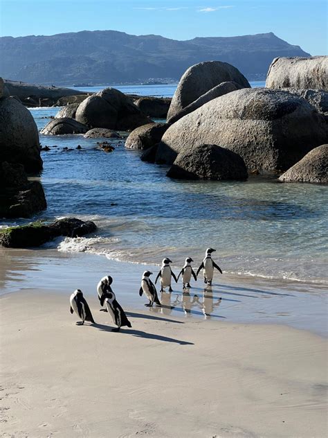 How To See Penguins At Boulders Beach The Nomad Almanac