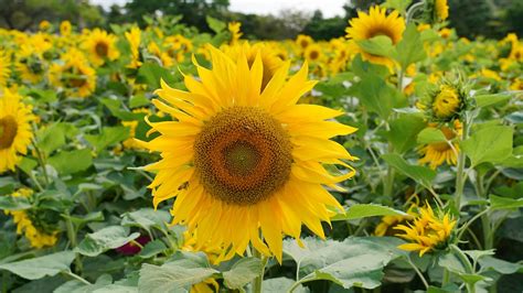 해바라기 꽃들 식물 Pixabay의 무료 사진