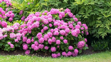How To Plant Grow And Care For Bigleaf Hydrangeas