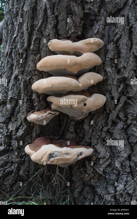 A Group Of Bracket Fungi Ganoderma Sp Growing On An Oak Tree Stock