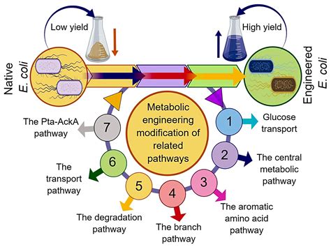 Fermentation Process