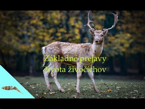 Základné prejavy života živočíchov YouTube