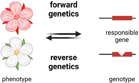 Schematic Illustration Of Forward And Reverse Genetics Forward Download Scientific Diagram
