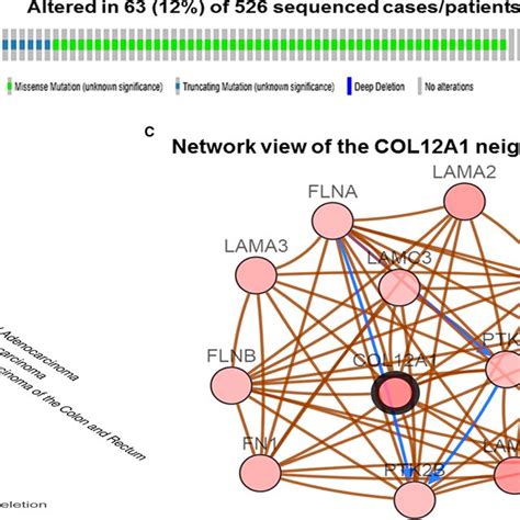 Visual Summary Of Col12a1 Alterations And Biological Interaction