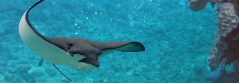 Stingray Symbolism Dreams And Messages Spirit Animal Totems
