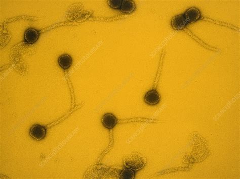 False Col Tem Of Lambda Bacteriophages Stock Image M090 0044