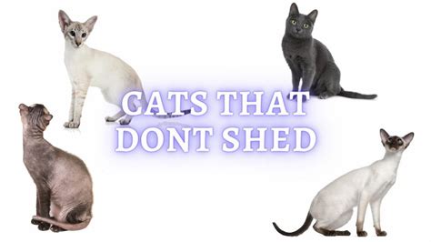 16 Cat Breeds That Dont Shed