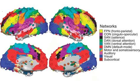 Intrinsic Networks In The Human Brain Intrinsic Patterns Of Functional Download Scientific