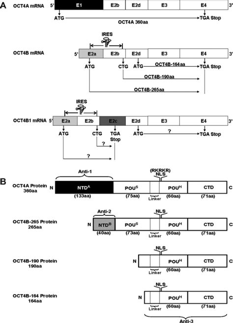 the schematic structure of human oct4 transcript and protein isoforms