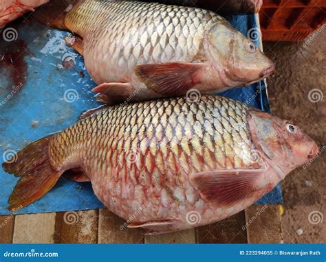 Big Common Carp Cyprinus Carpio Fish With Lots Of Egg Inside Stock