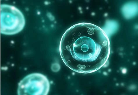 Trs Detox From Heavy Metals In A Healthy State The Good Bacteria In The Gut Limits Candida