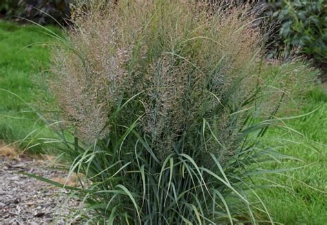 12 Ornamental Grasses To Bring Texture And Height To Your Garden Spaces
