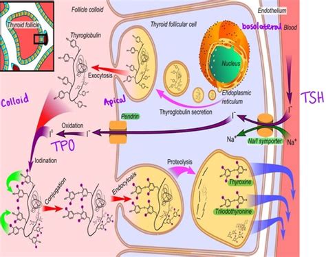 Thyroid Patho Flashcards Quizlet